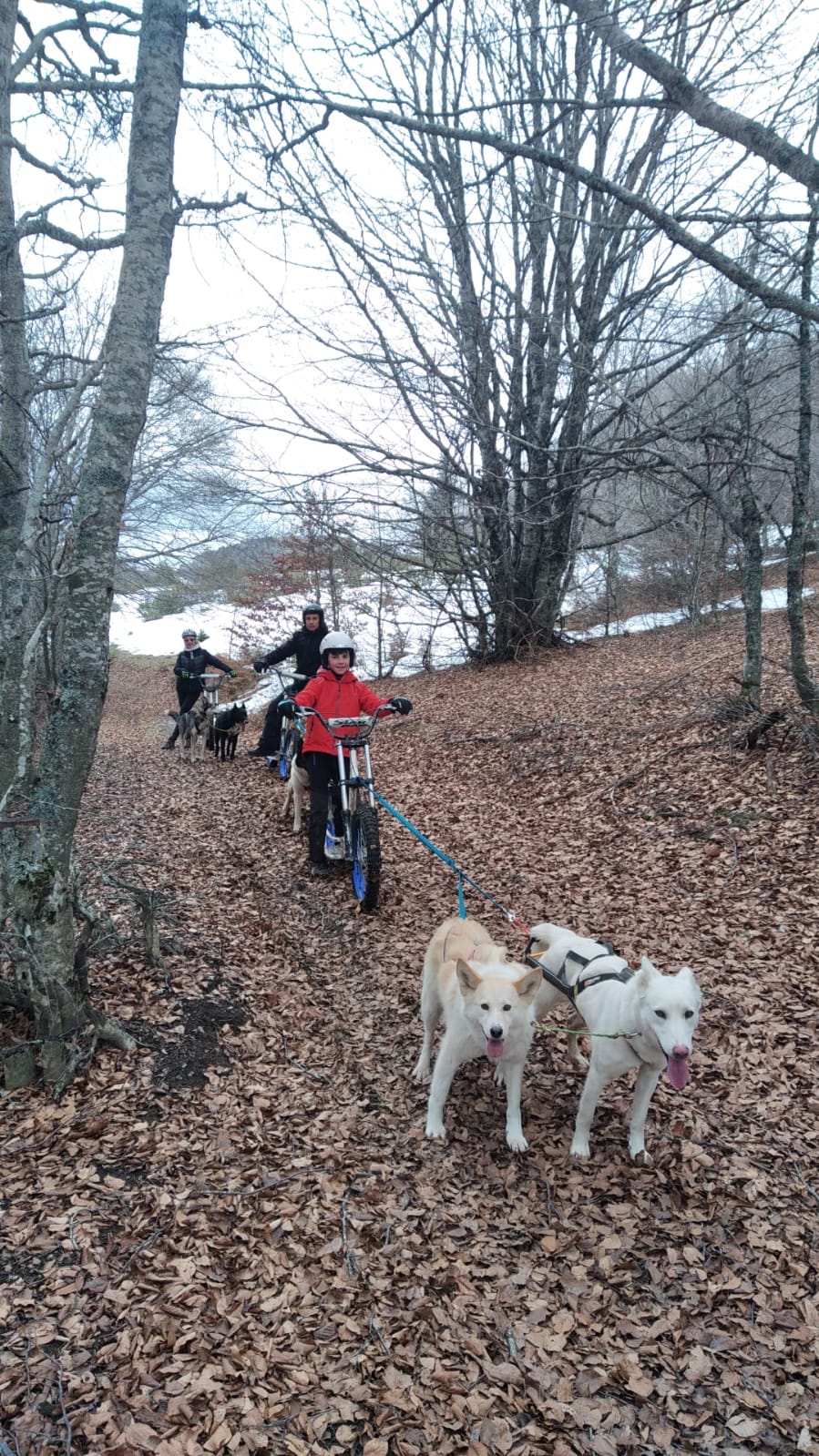 Initiation à la conduite d'attelage - Terre Sauvage