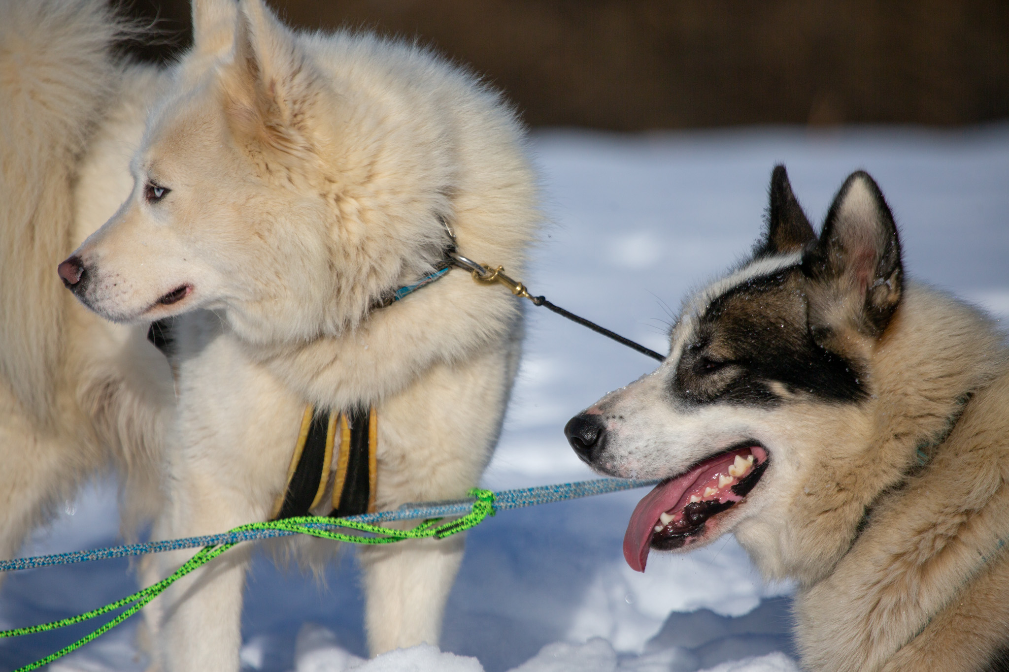 Initiation à la conduite d'attelage - Terre Sauvage