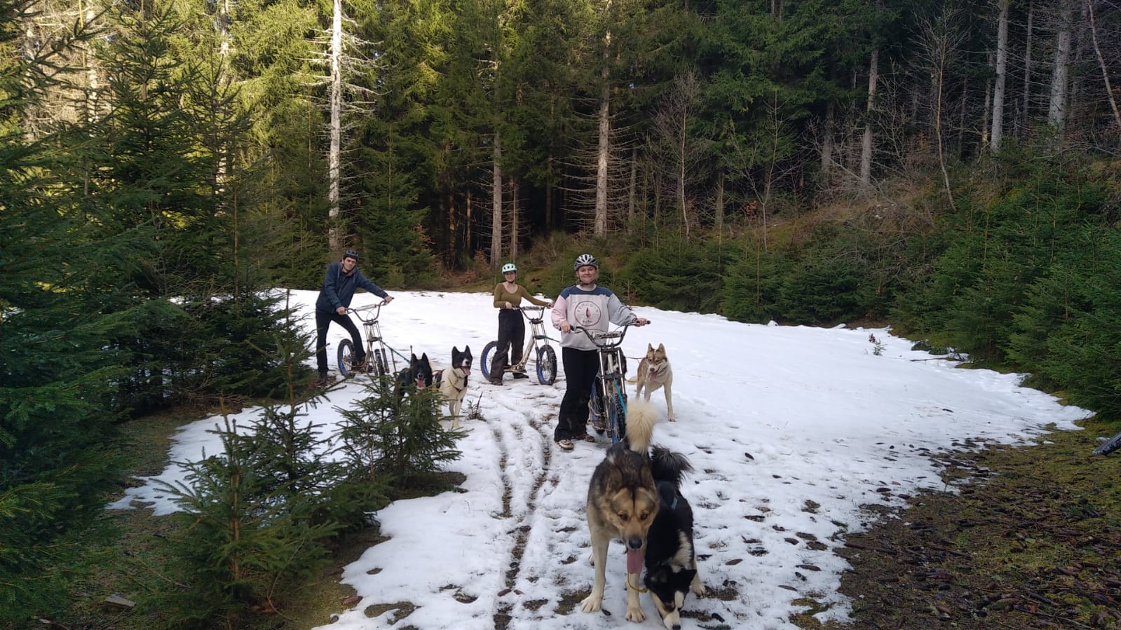 Initiation à la conduite d'attelage - Terre Sauvage