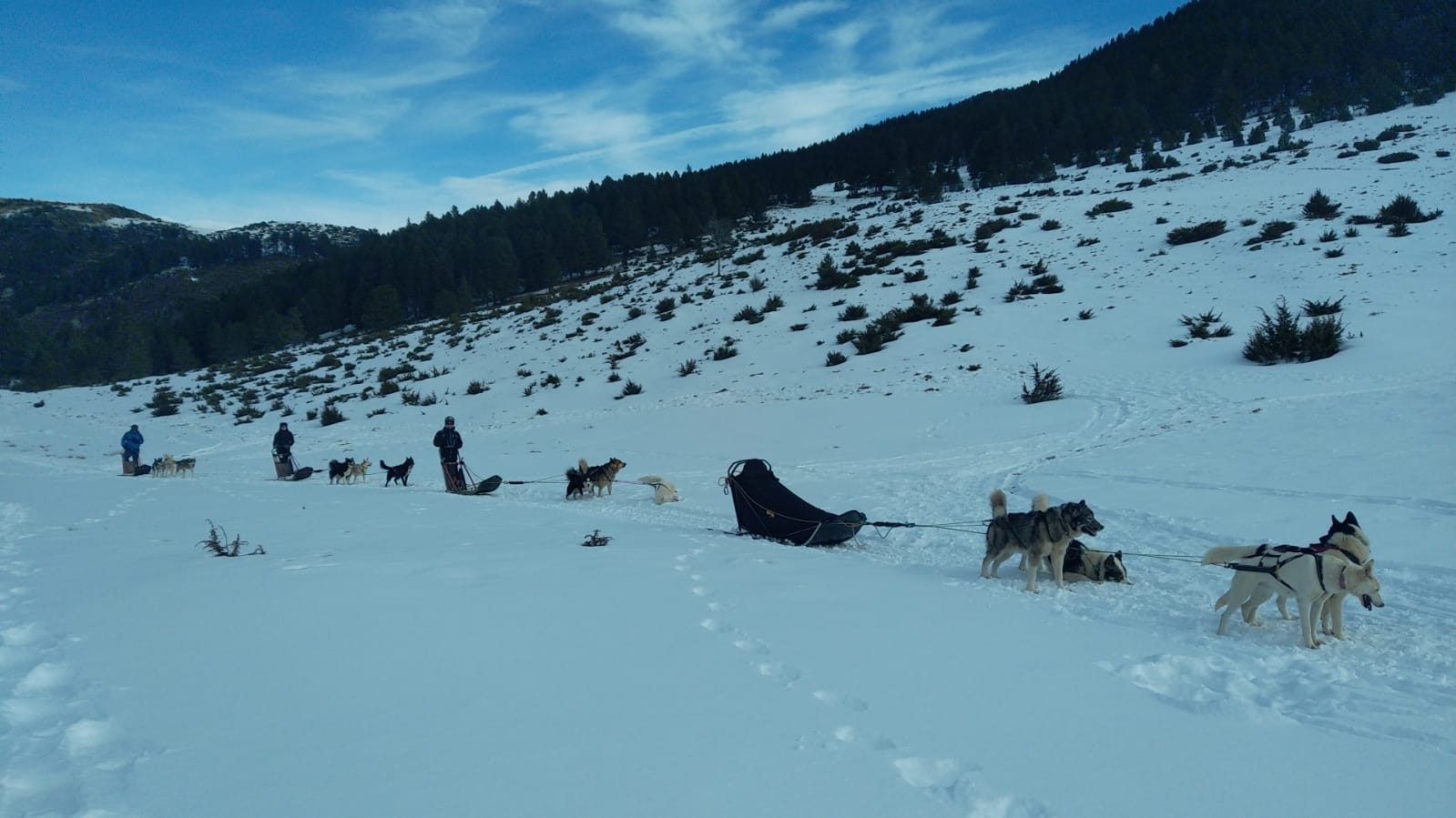 Initiation à la conduite d'attelage - Terre Sauvage