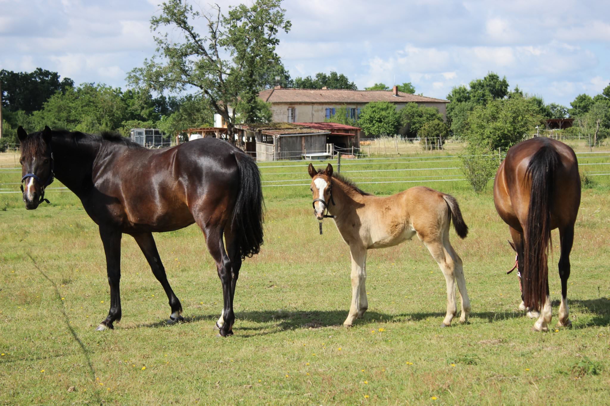 Ferme équestre du Roheryn